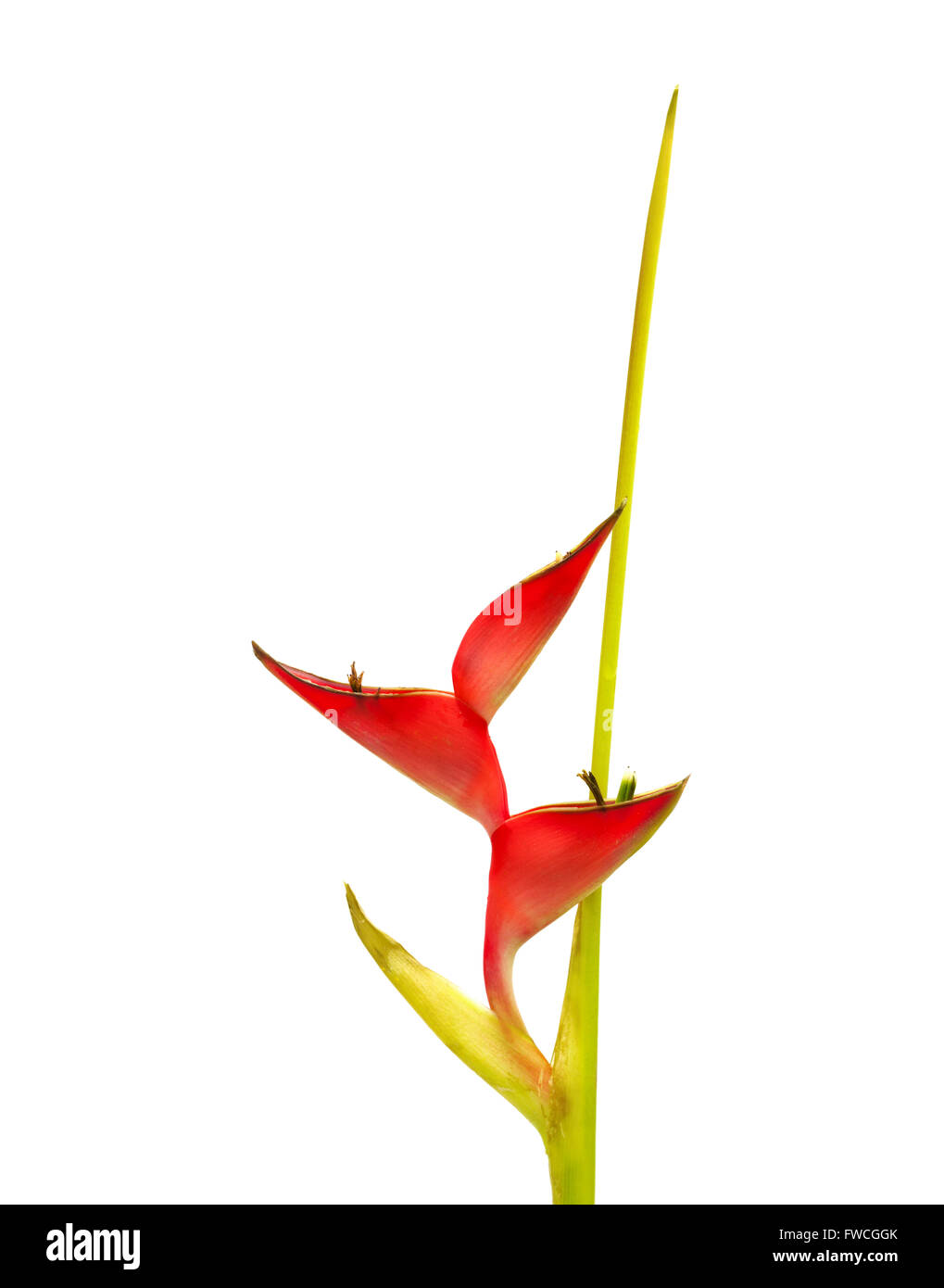 Native plant bird Cut Out Stock Images & Pictures - Alamy