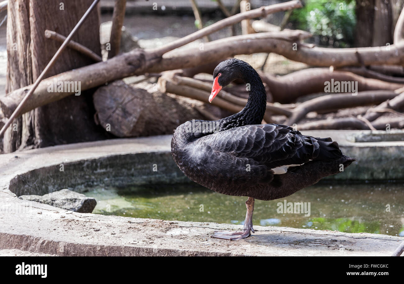 Black swan. Cygnus atratus Stock Photo - Alamy