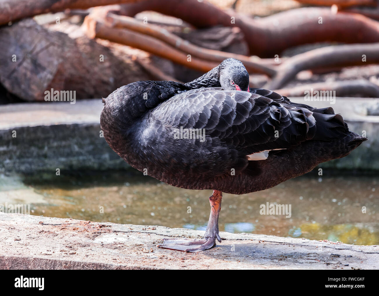 Black swan feet hi-res stock photography and images - Alamy