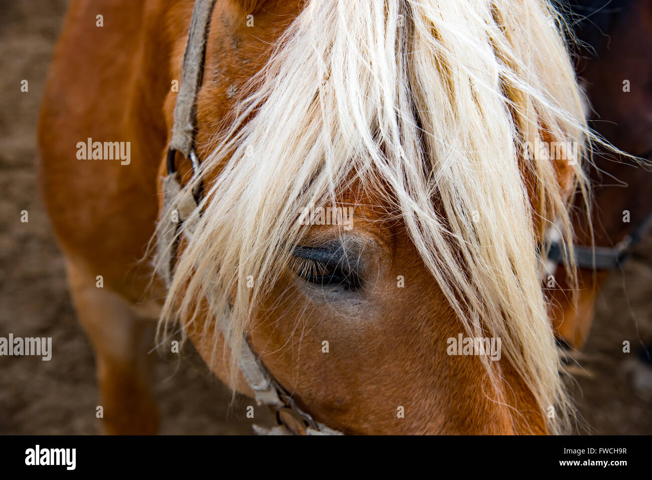 Horse face close detail hi-res stock photography and images - Alamy