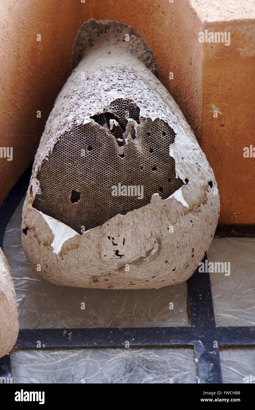 Old wasp nest hi-res stock photography and images - Alamy