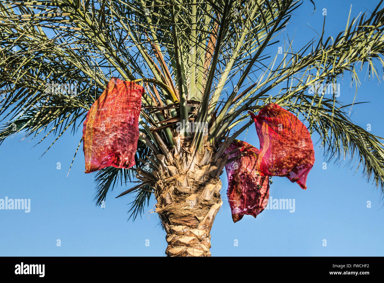 Date palm harvest pakistan hi-res stock photography and images - Alamy