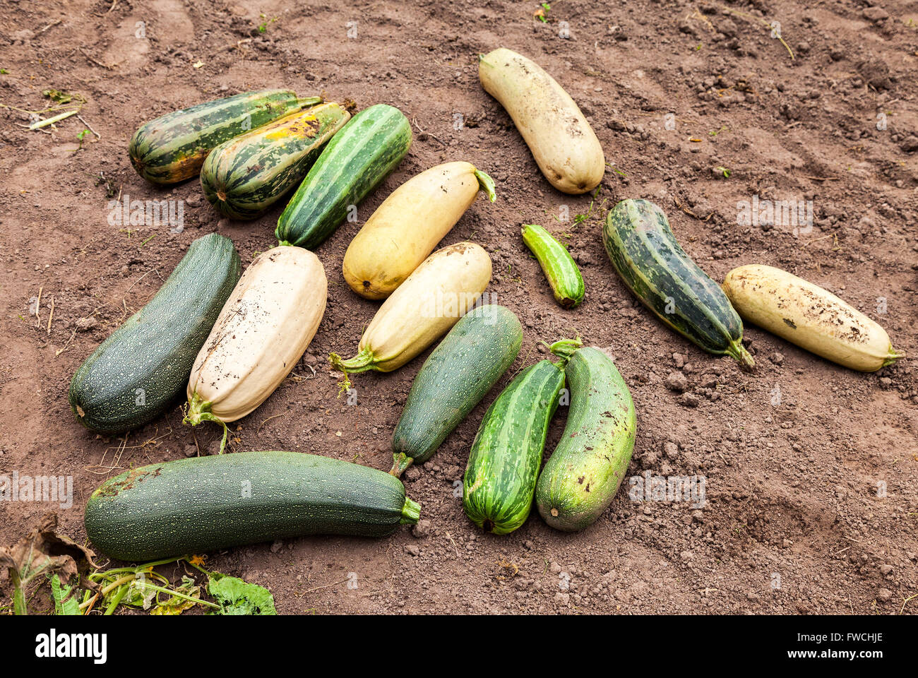 Large yellow and green zucchini in the vegetable garden Stock Photo - Alamy
