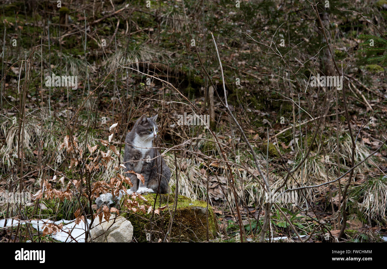 Cat in the forest Stock Photo - Alamy