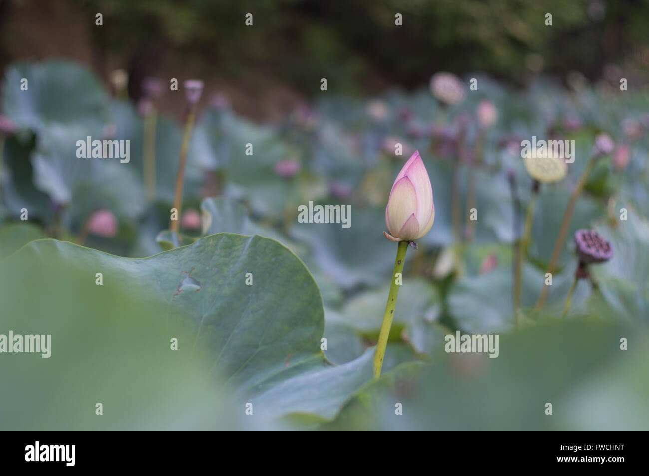 Budding lotus hi-res stock photography and images - Alamy