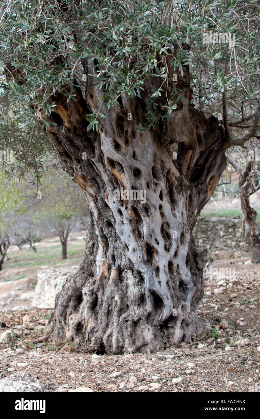 Olive tree israel hi-res stock photography and images - Alamy
