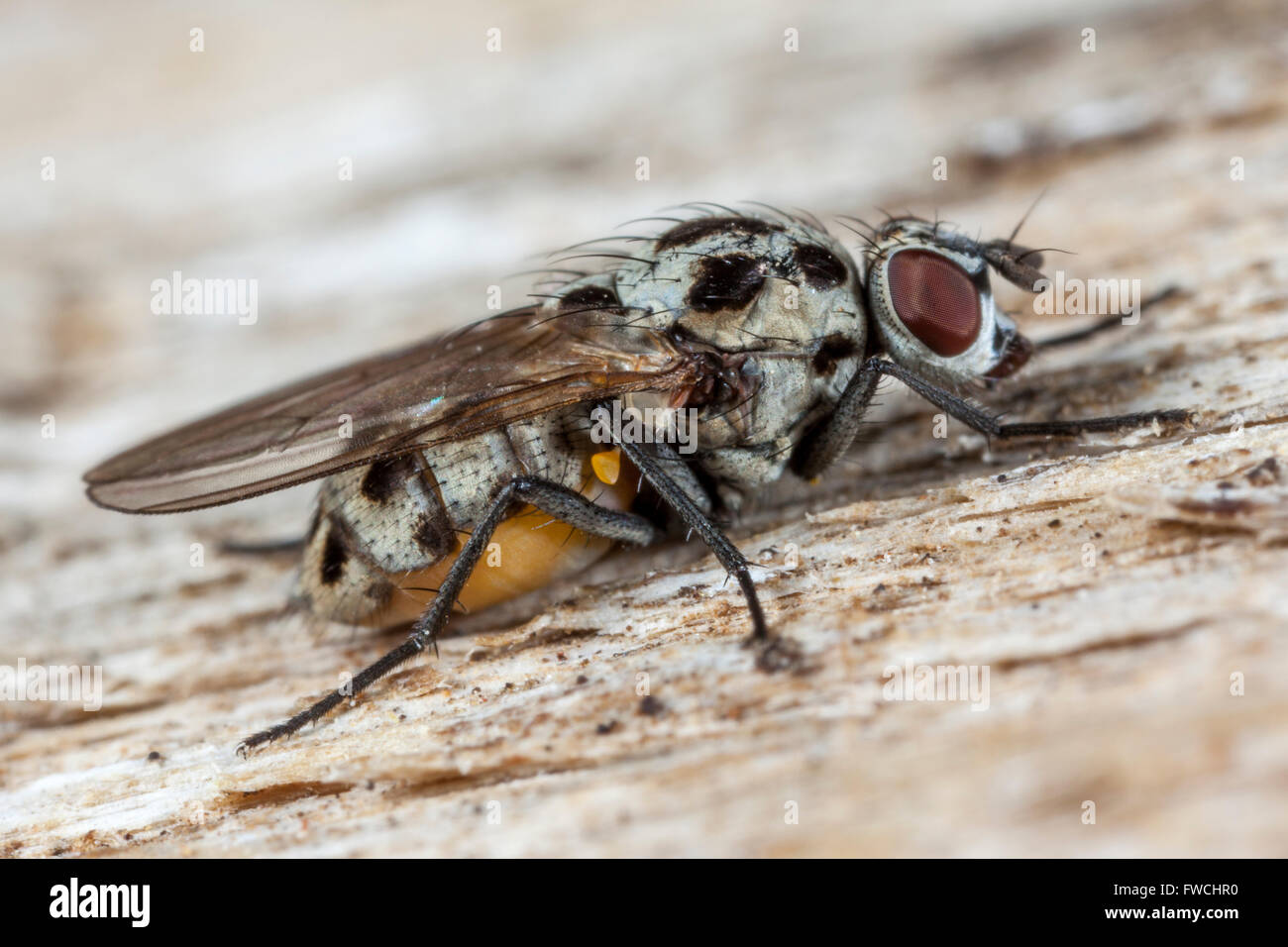 Anthomyia pluvialis hi-res stock photography and images - Alamy