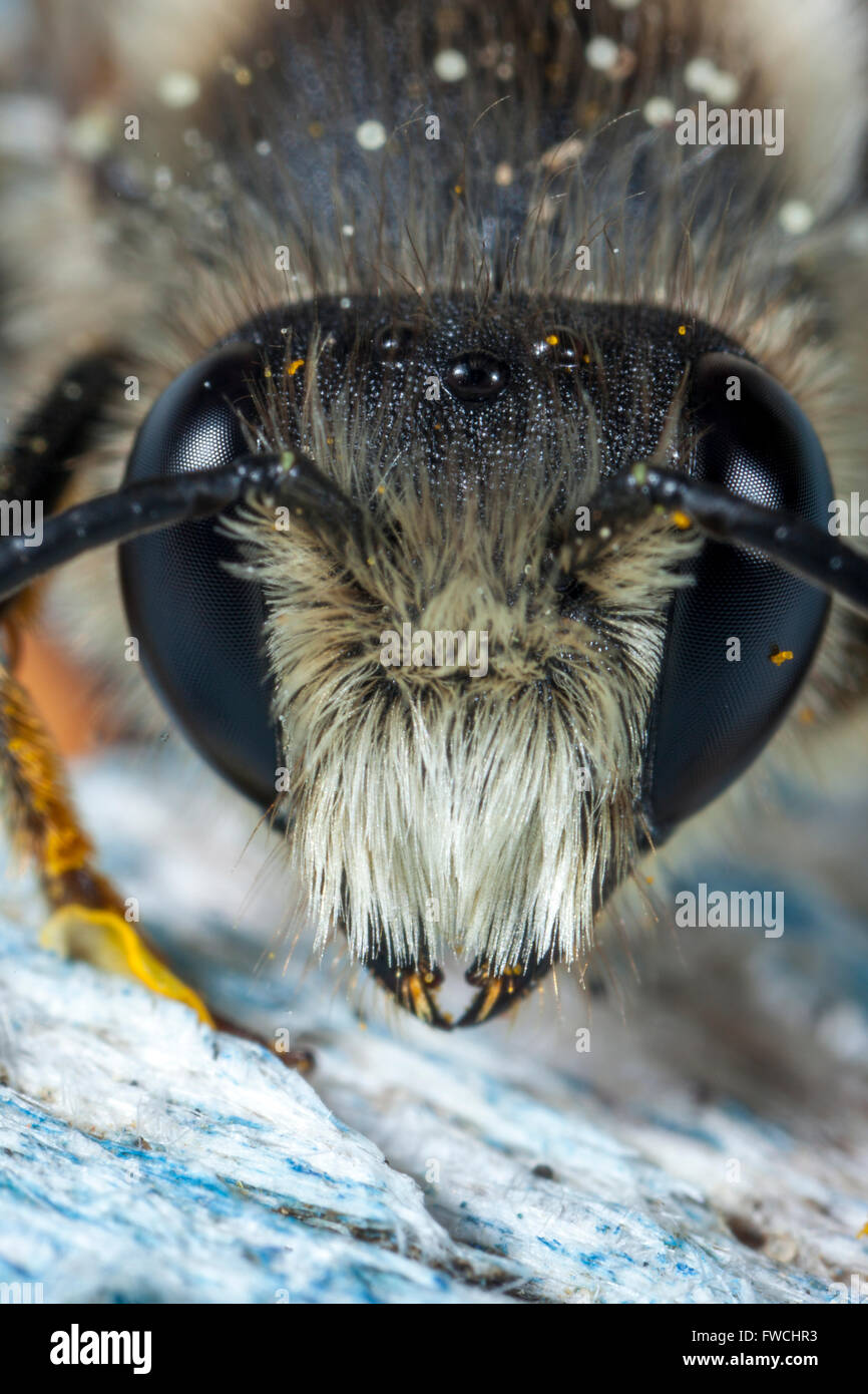 Single bee macro hi-res stock photography and images - Alamy