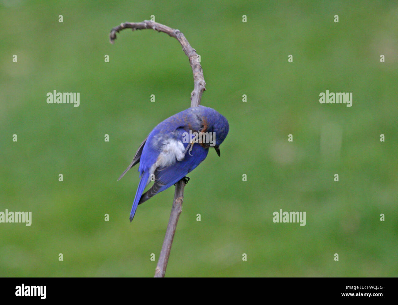 A male Eastern Bluebird arrives in North Guilford, Connecticut in a ...