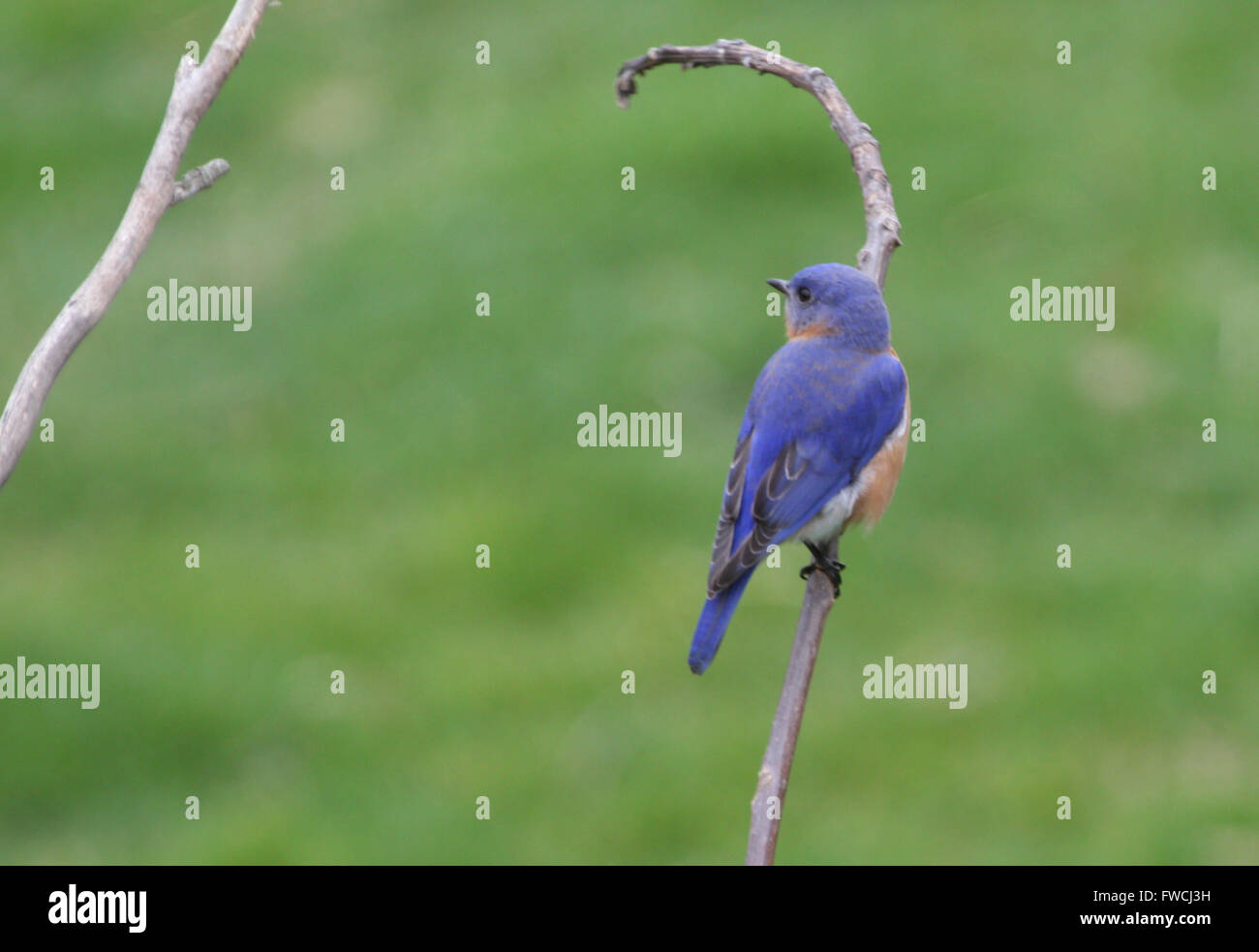 A male Eastern Bluebird arrives in North Guilford, Connecticut in a ...