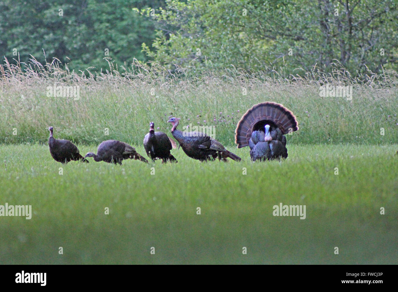 Rare Wild Turkey mating dance Stock Photo - Alamy