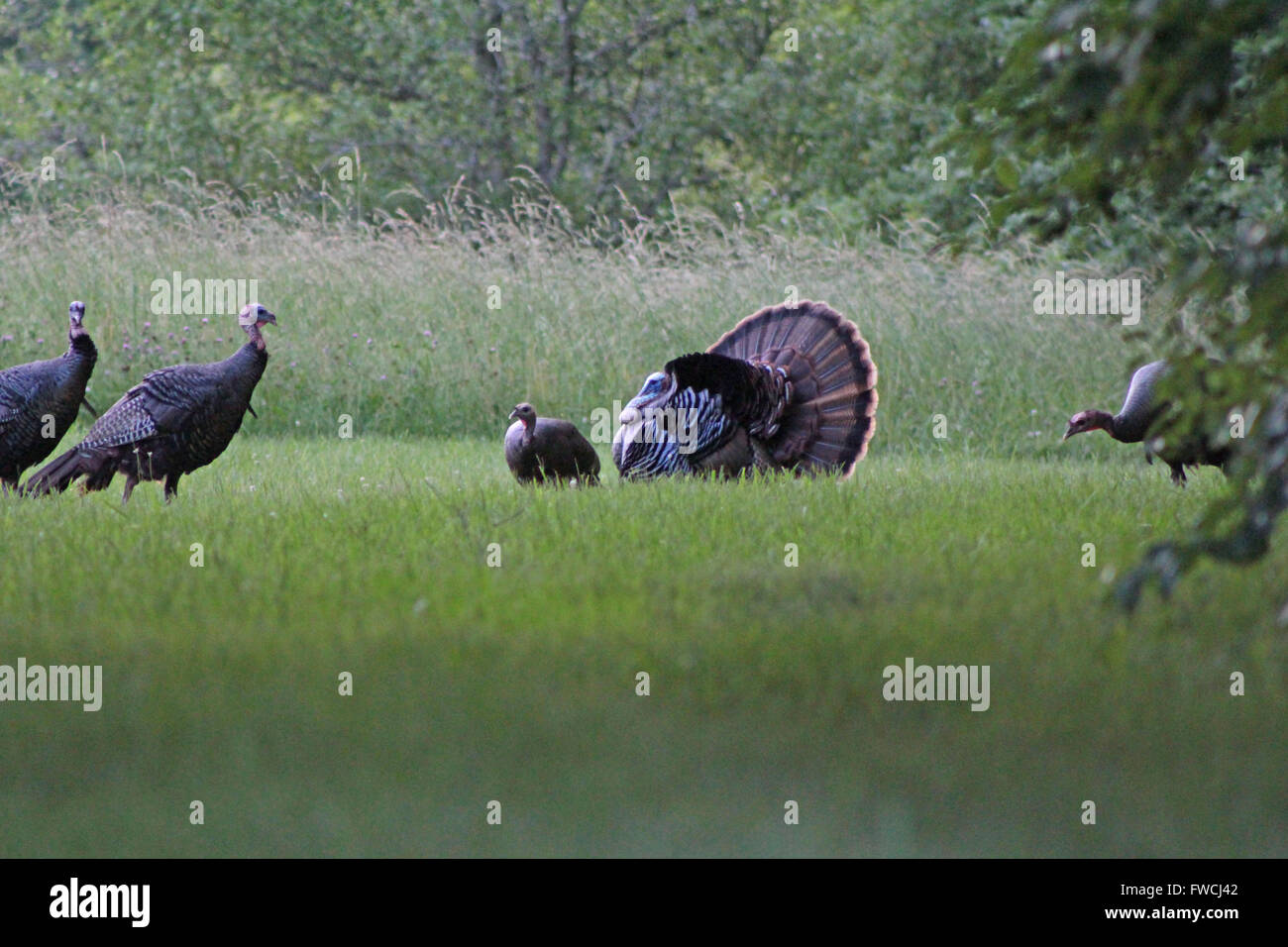Wild turkey mating dance hi-res stock photography and images - Alamy