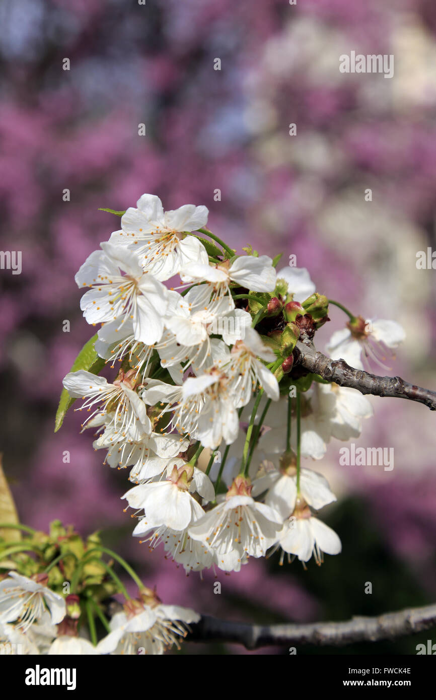 Tree of judea hi-res stock photography and images - Alamy