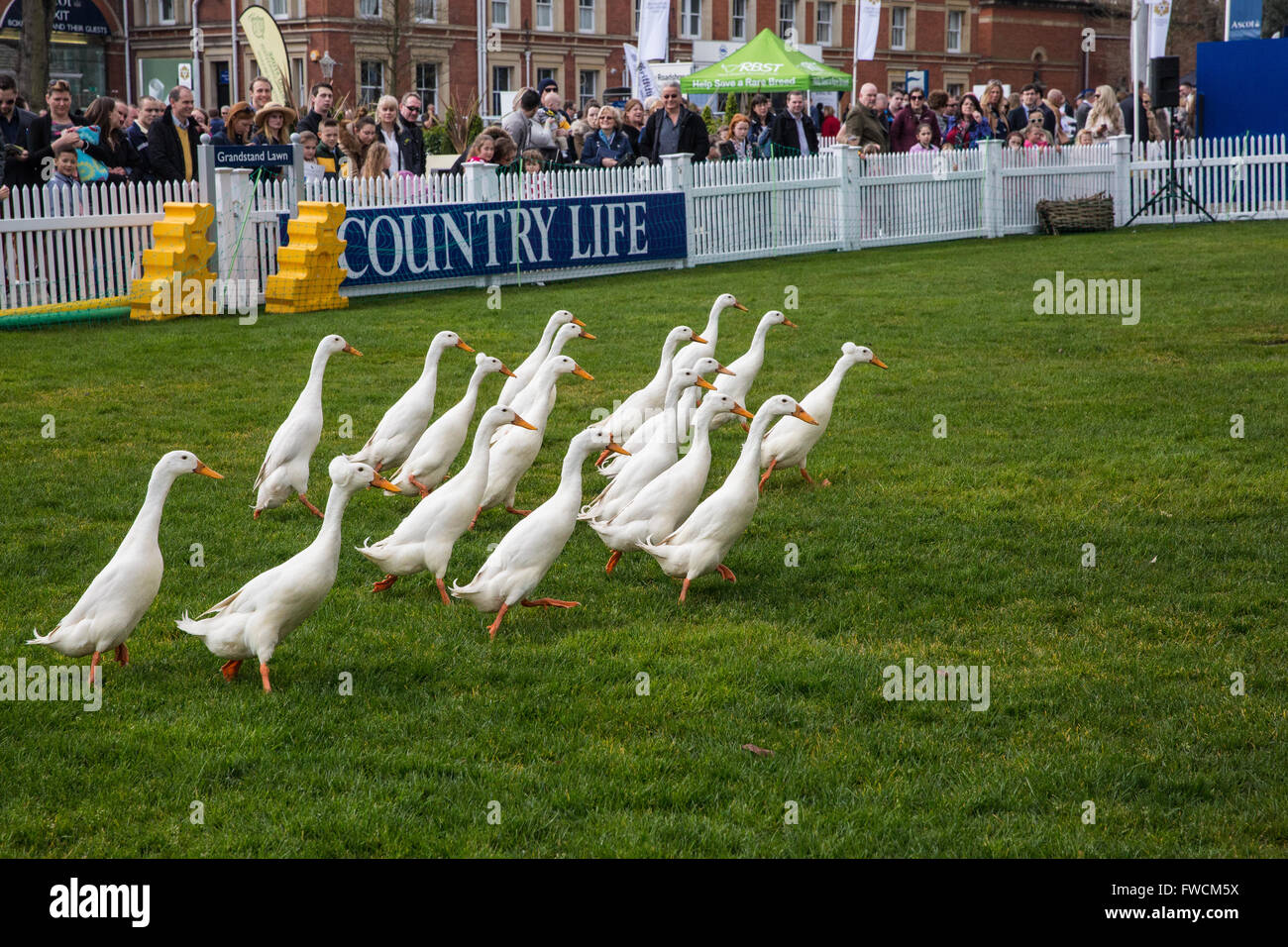 Duck Herding High Resolution Stock Photography and Images - Alamy