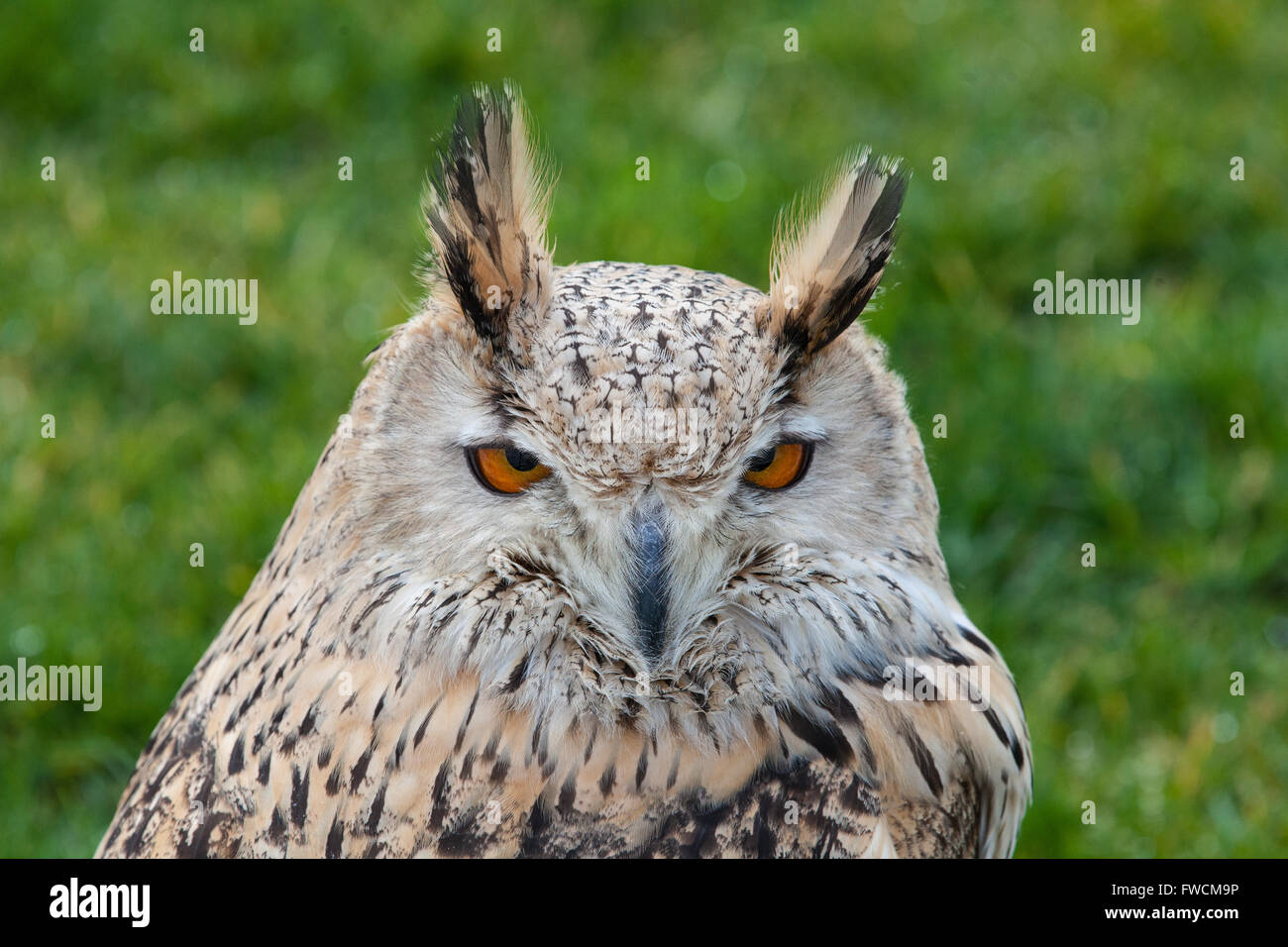 Ascot, UK. 3rd April, 2016. A Siberian eagle owl used for display by ...