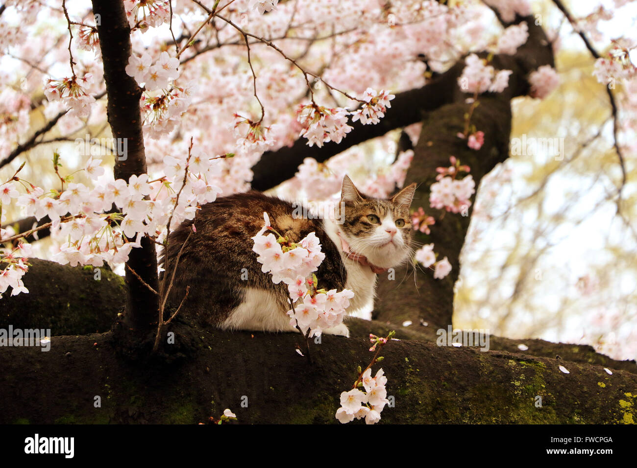Tokyo, Japan. 3rd Apr, 2016. A cat sits on a branch of a cherry tree ...