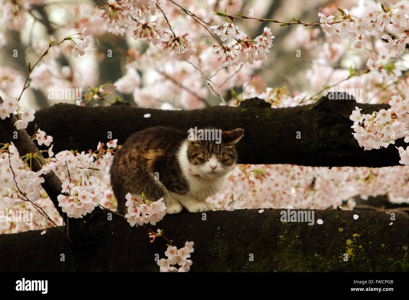 Tokyo, Japan. 3rd Apr, 2016. A cat sits on a branch of a cherry tree ...