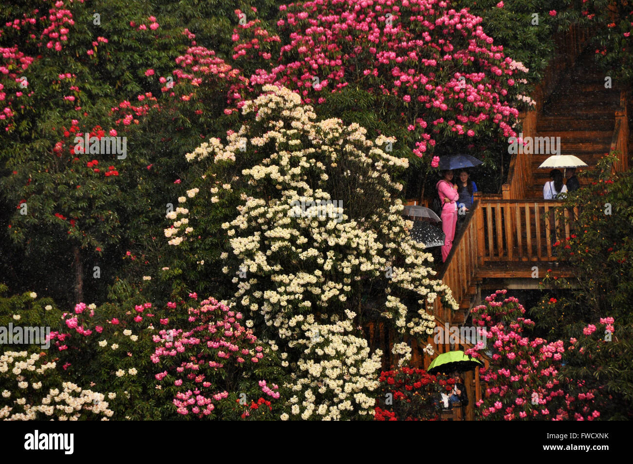Bijie, China's Guizhou Province. 4th Apr, 2016. Tourists visit the ...