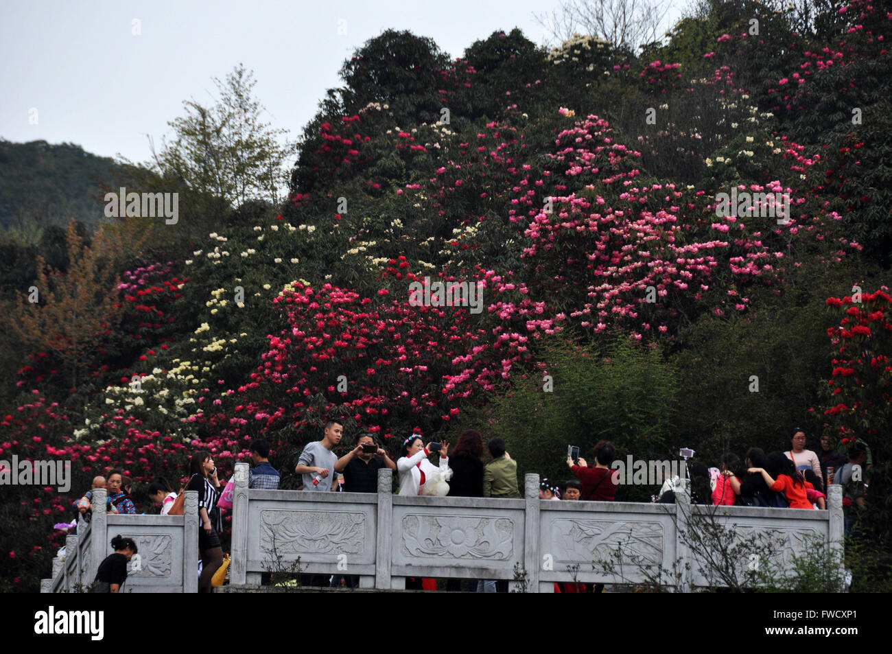 Bijie, China's Guizhou Province. 4th Apr, 2016. Tourists take photos ...