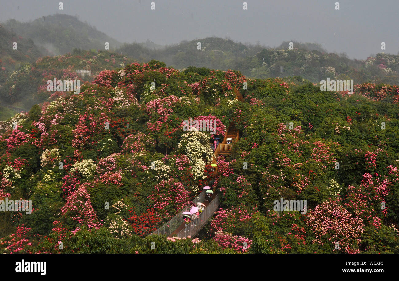 Bijie, China's Guizhou Province. 4th Apr, 2016. Tourists visit the ...