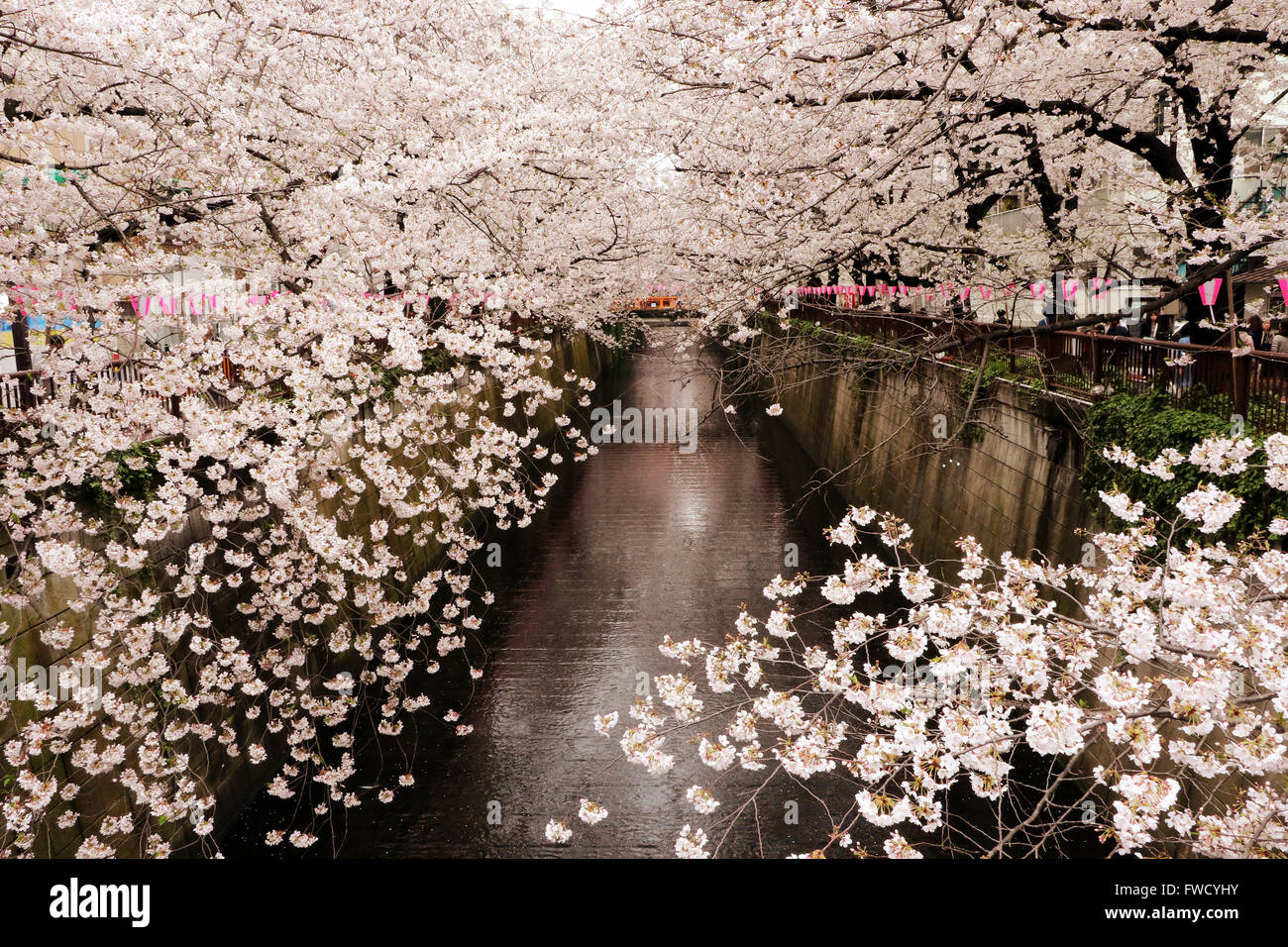 Tokyo, Japan. 4th Apr, 2016. Trees of fully bloomed cherry blossoms bend over the Meguro River ...