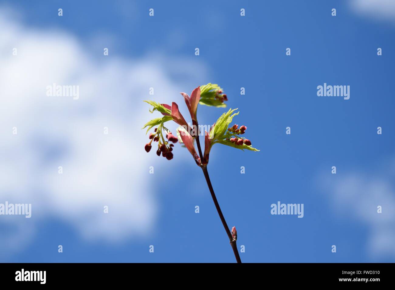 Budding Tree Leaves against the Spring Sky Stock Photo - Alamy