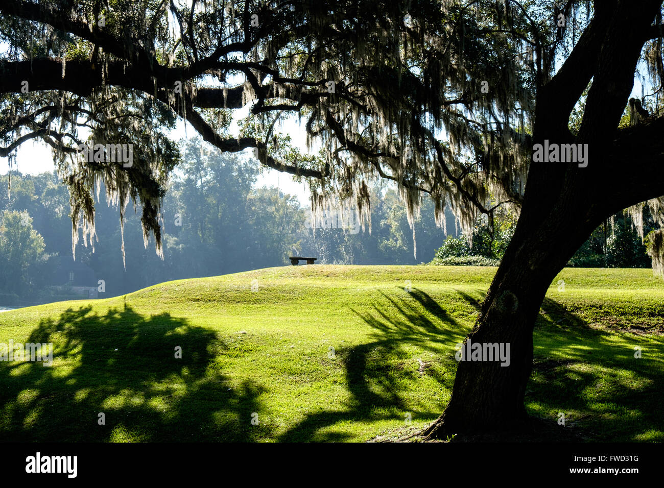 Spanish moss (Tillandsia usneoides) growing on live oak trees at ...