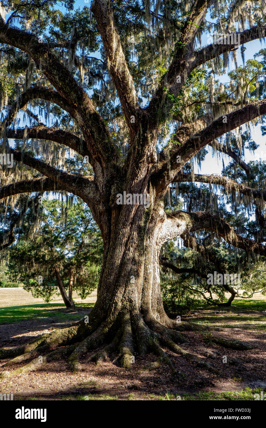 Oak tree at Magnolia Plantation and Gardens, Charleston, South Carolina ...