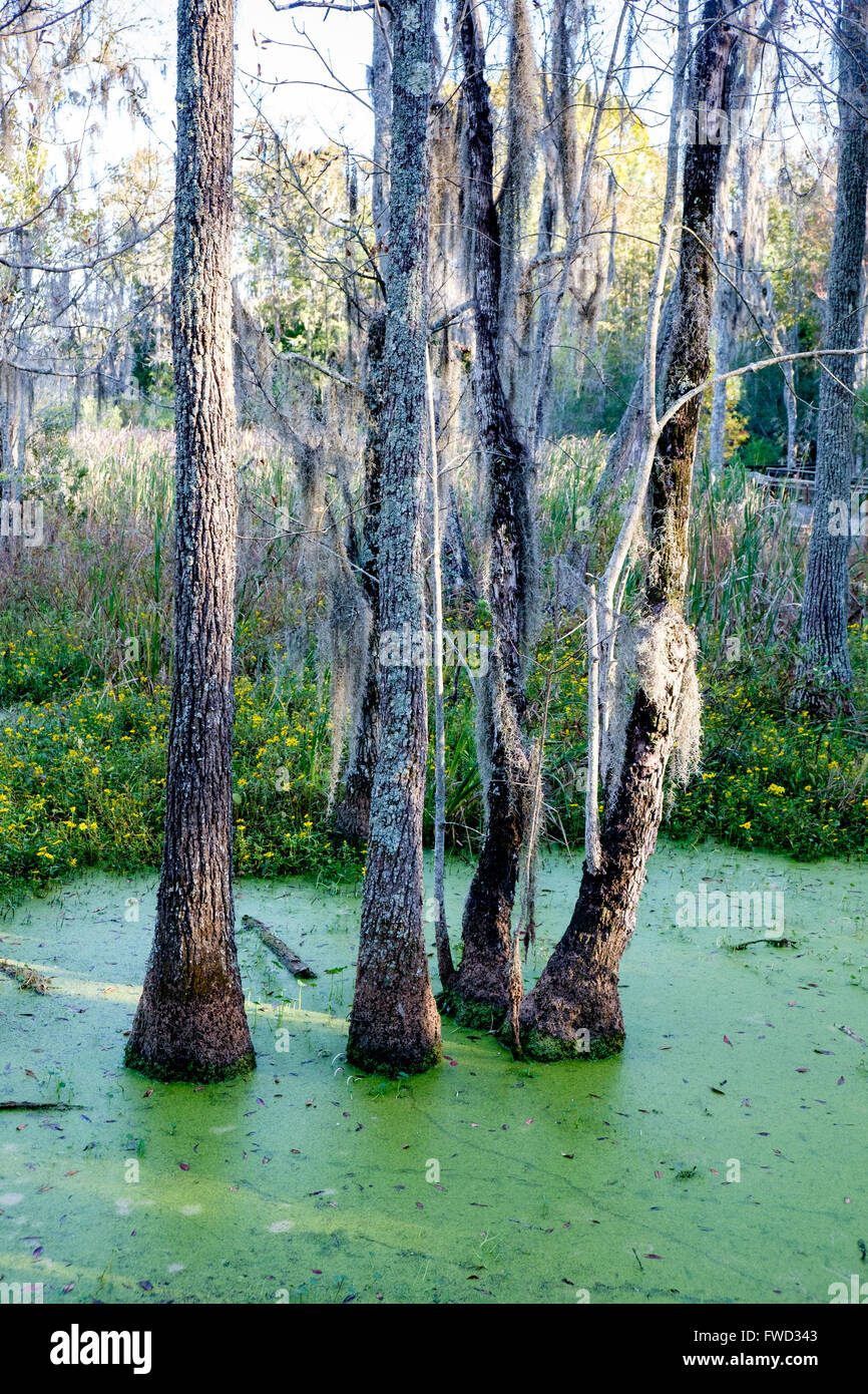 Tupelo gum trees (Nyssa aquatica) in Audubon Swamp Garden at Magnolia ...
