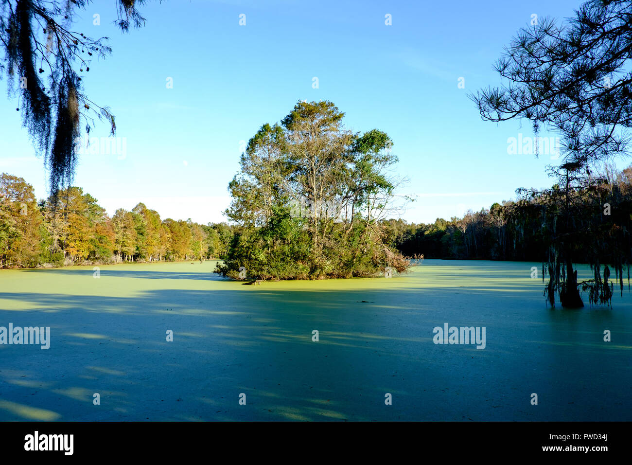 Water tupelo hi-res stock photography and images - Alamy