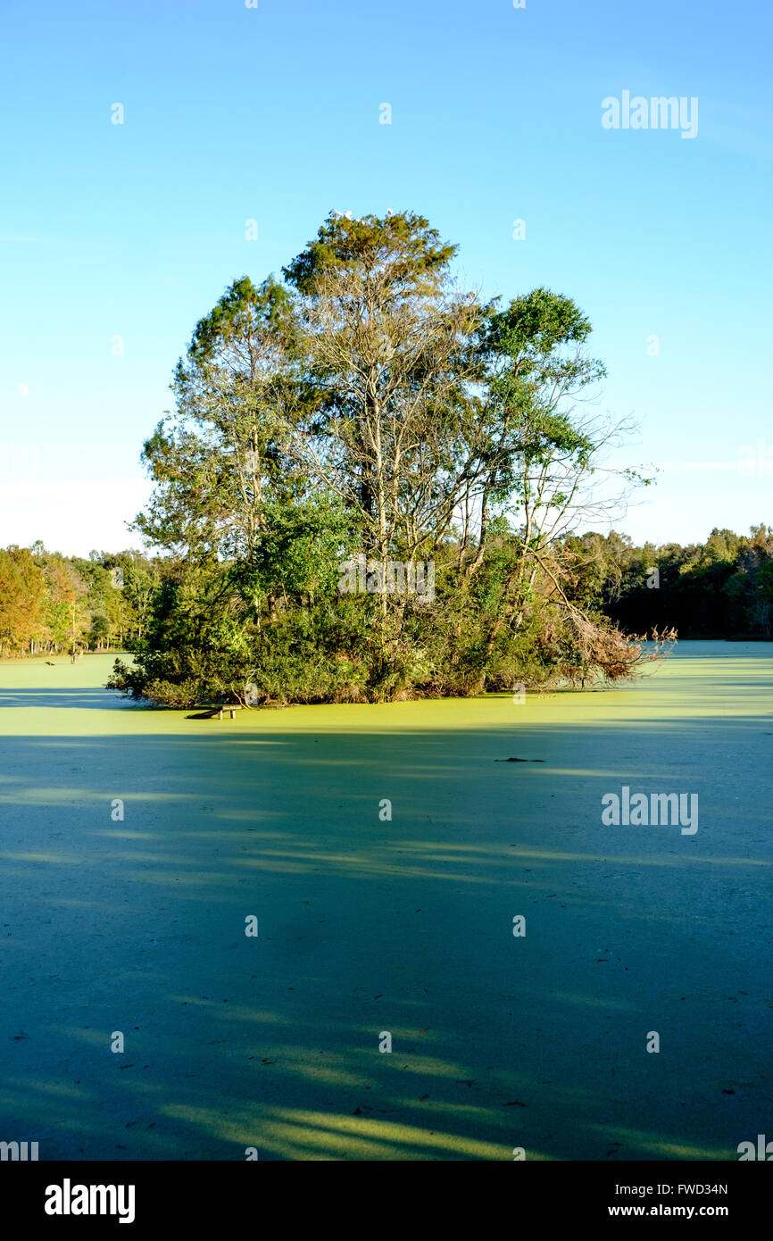 Swamp gum tree hi-res stock photography and images - Alamy