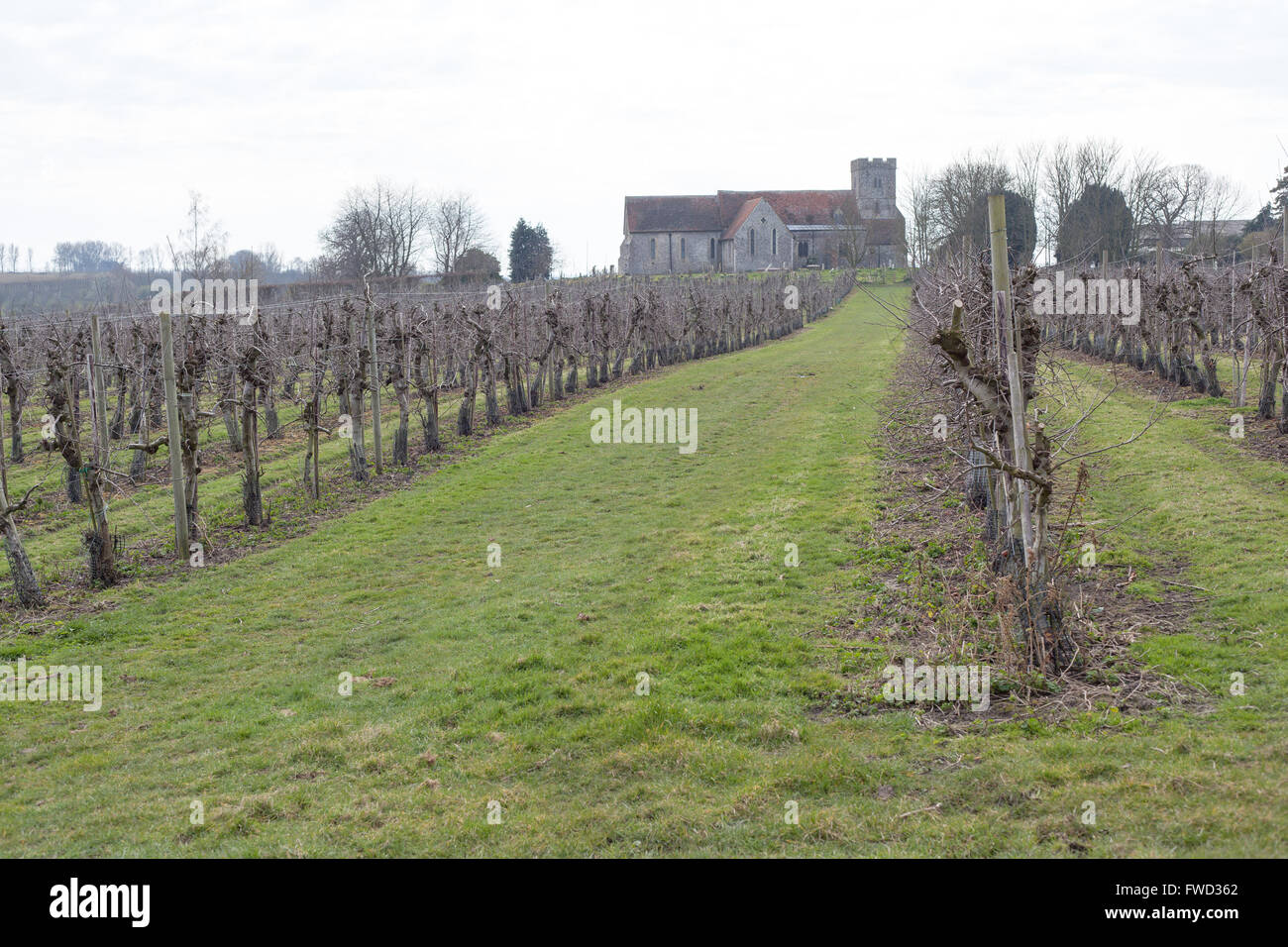Teynham Church, Kent. Seen through the orchard from Teynham Street ...