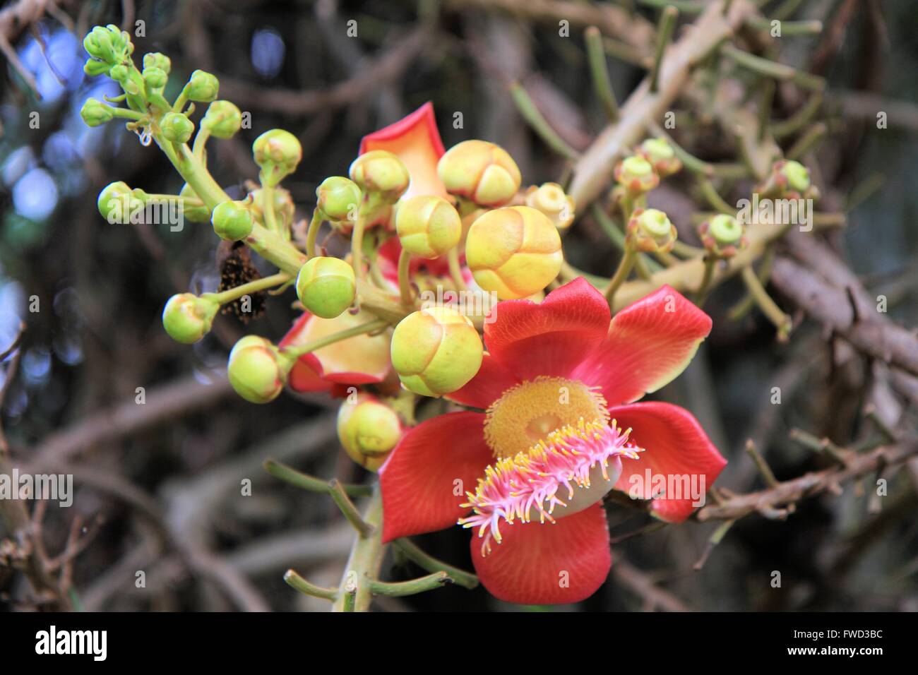 Inflorescence cannonball tree in botanical hi-res stock photography and ...
