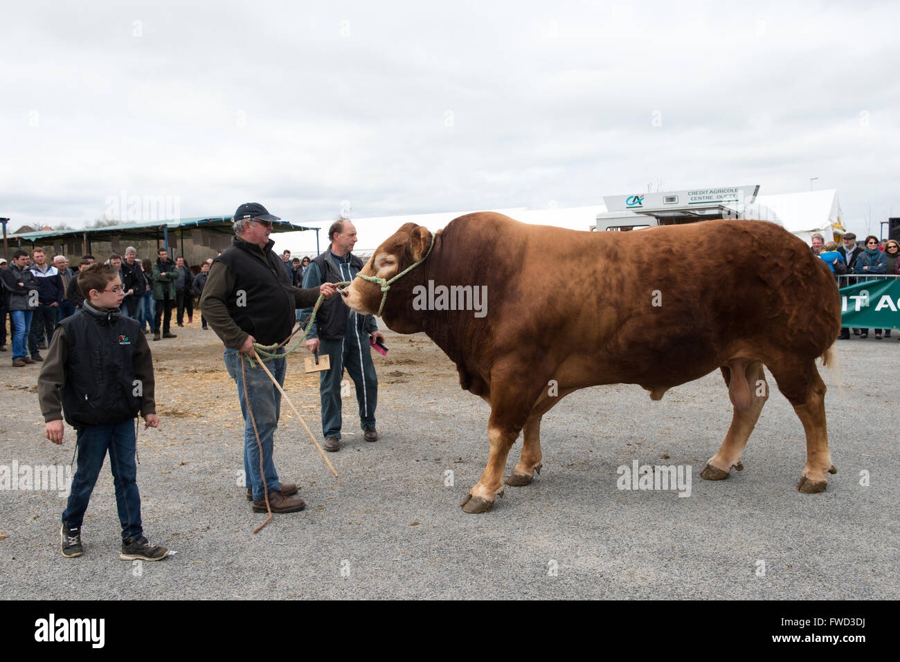 Concours for French Limousin cows and bulls Stock Photo - Alamy