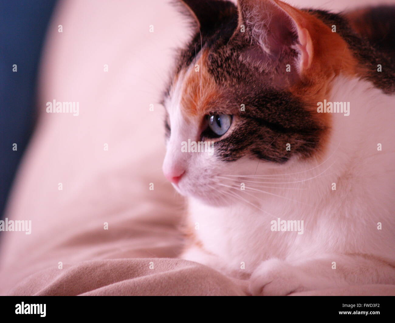 Calico cats hi-res stock photography and images - Alamy