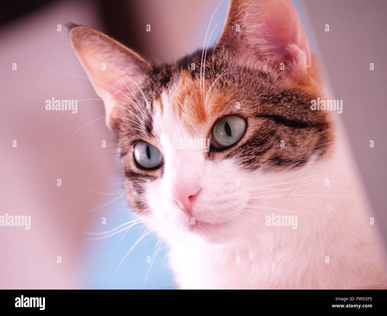 Calico cats hi-res stock photography and images - Alamy