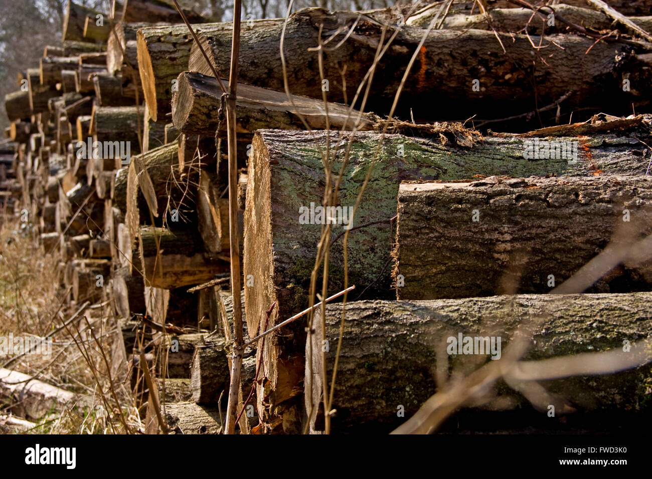Timber lumber landscape hi-res stock photography and images - Alamy