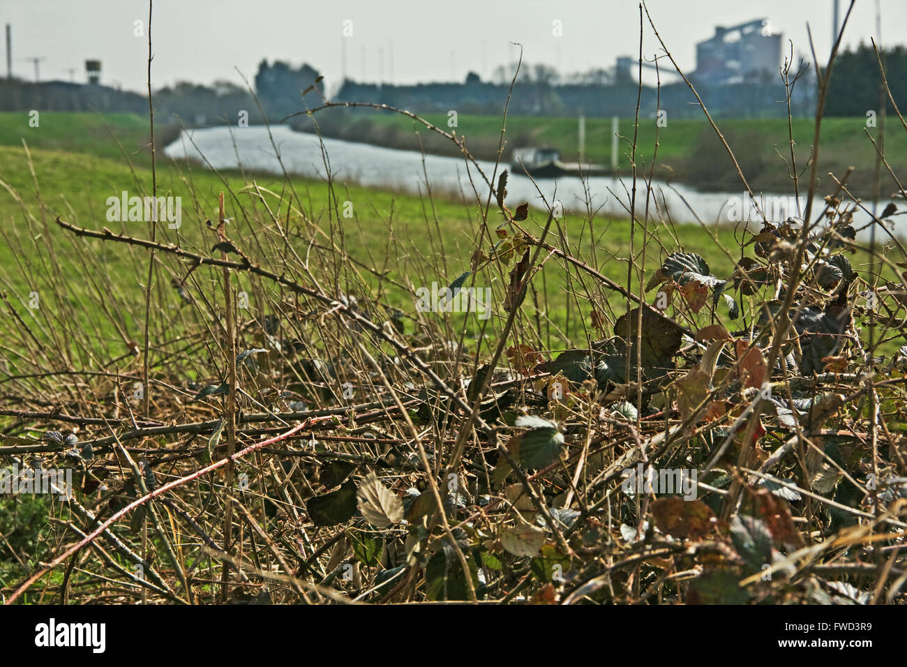 Brambles High Resolution Stock Photography and Images - Alamy