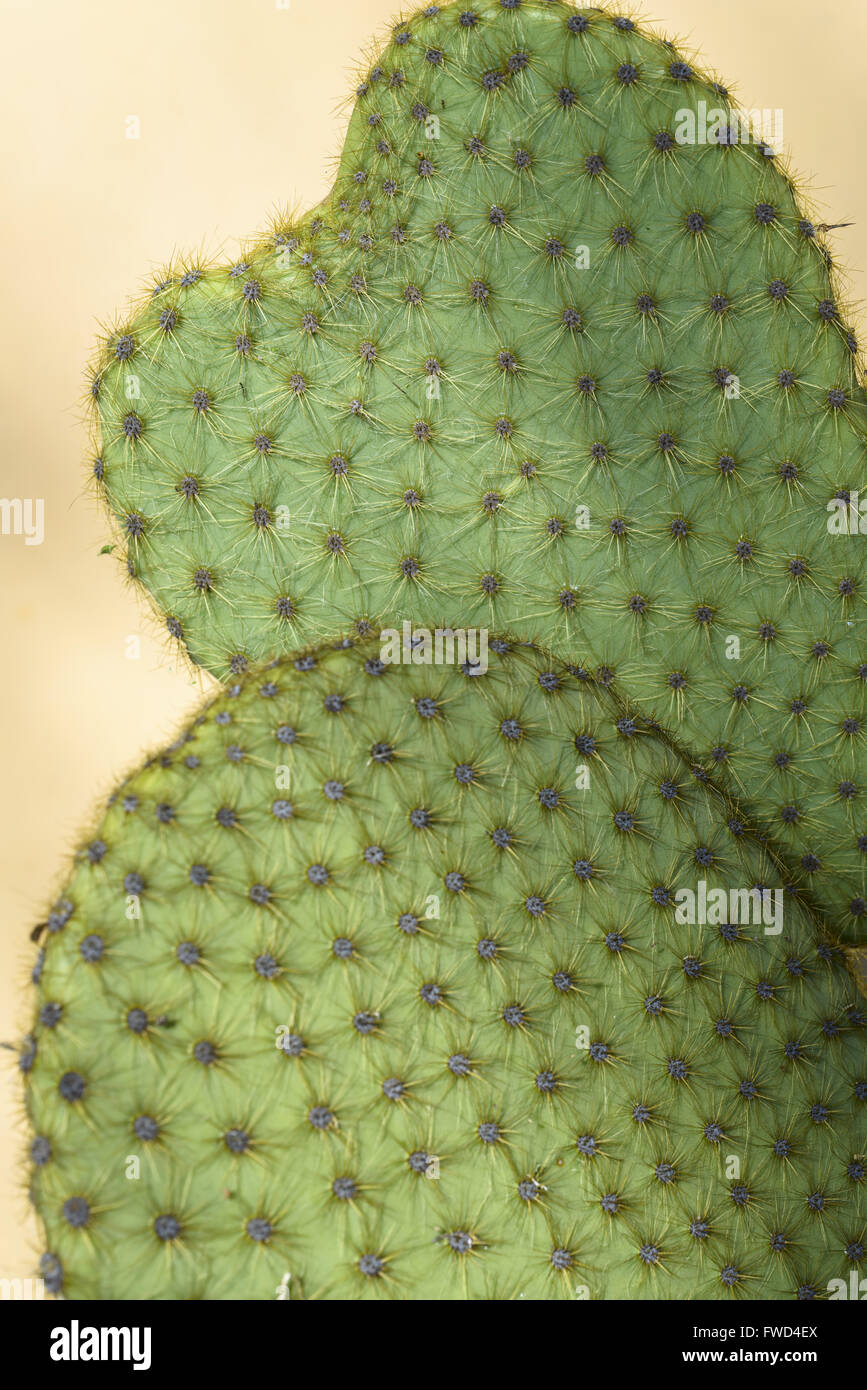 cactus with heart shaped leaf outdoor Stock Photo - Alamy