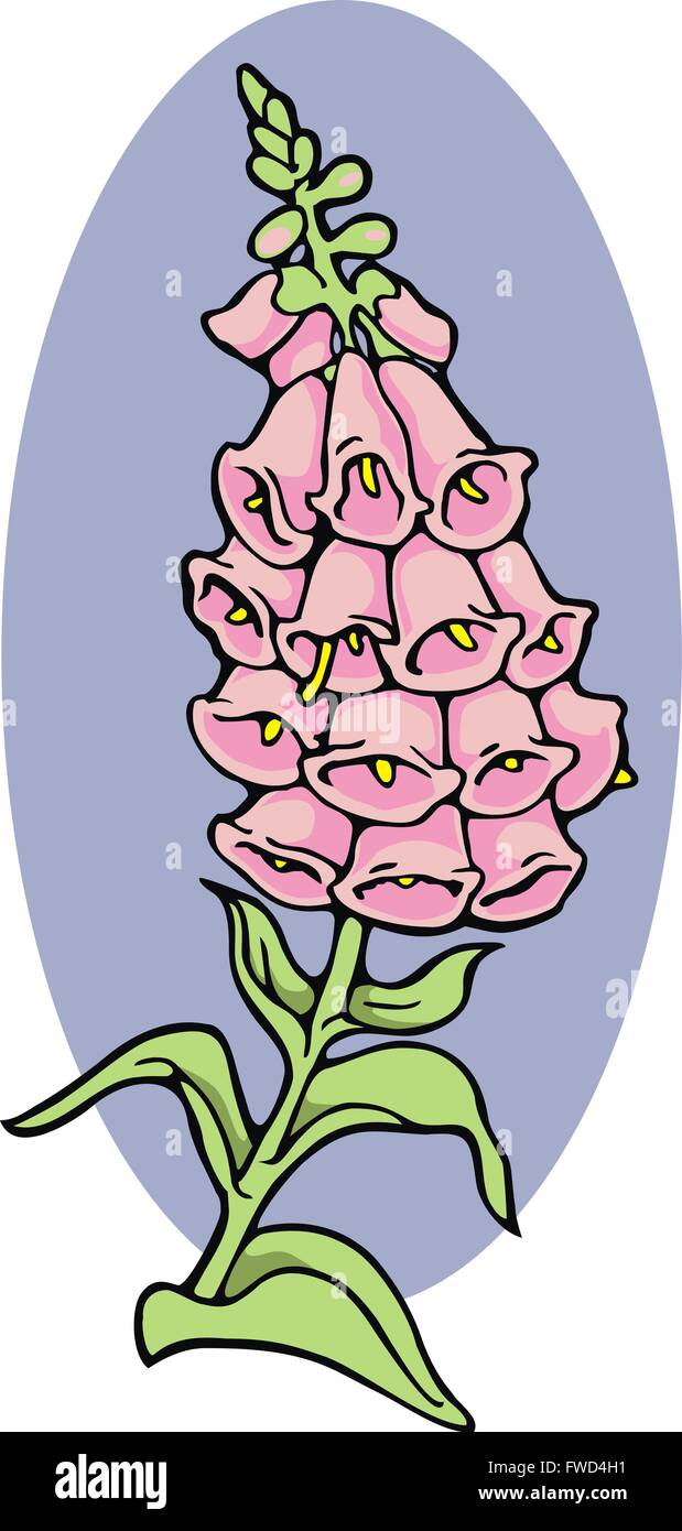 Foxglove Illustration Stock Photos & Foxglove Illustration Stock Images ...