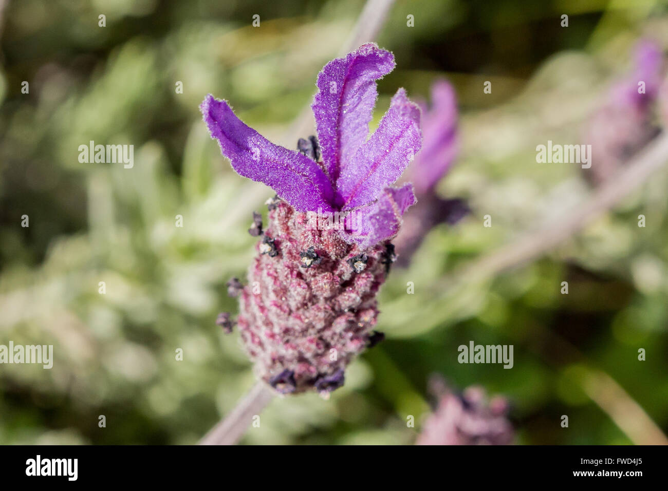 Purple Jasmine Flower