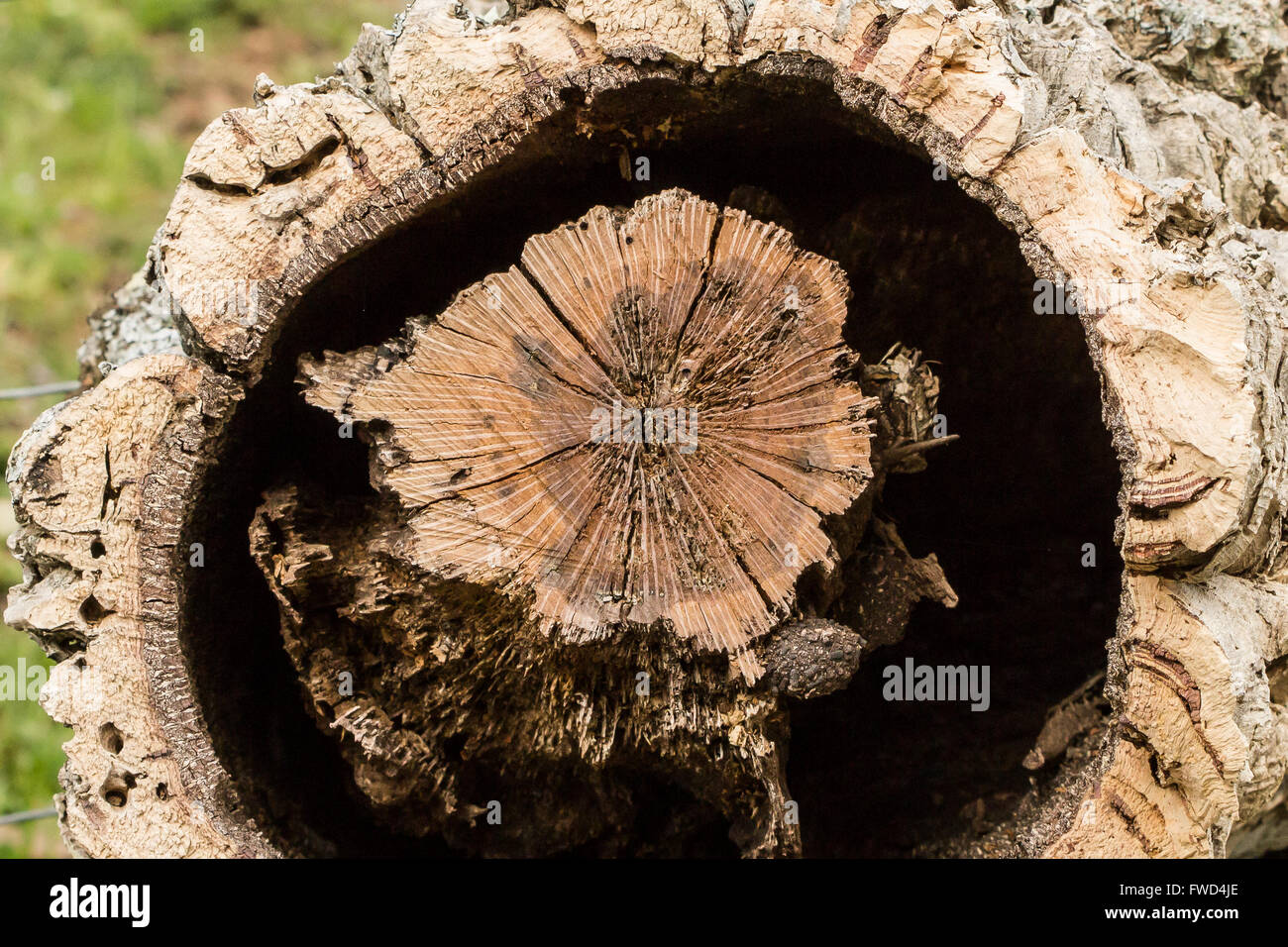 detail of a chopped cork tree Stock Photo - Alamy