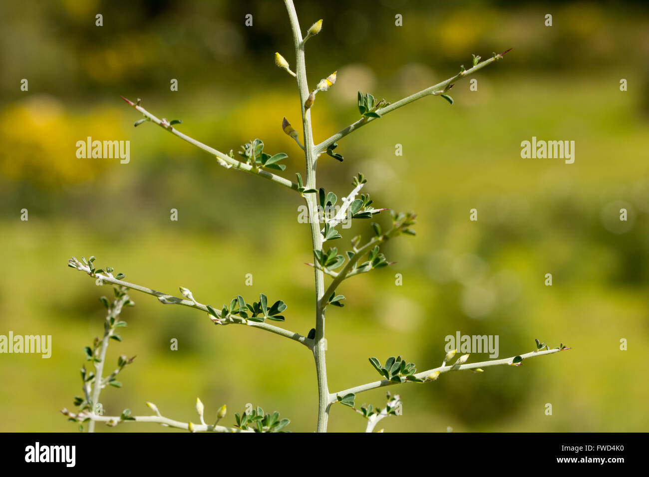 Thorn detail hi-res stock photography and images - Alamy