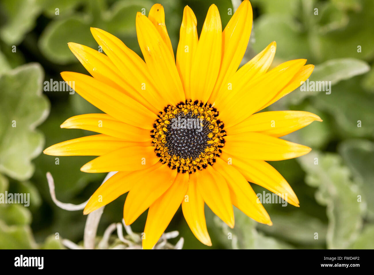 Gerbera Leaf High Resolution Stock Photography and Images - Alamy