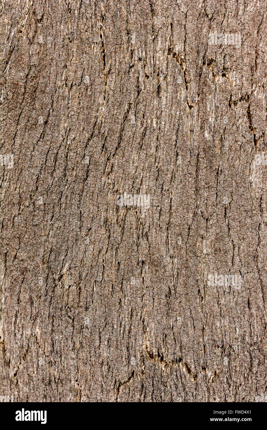 texture of cork on a tree 2 Stock Photo - Alamy