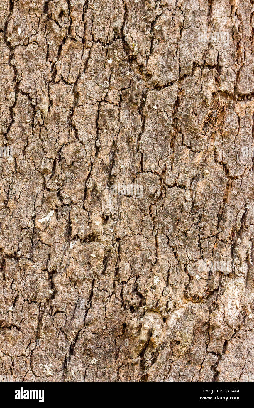 texture of cork on a tree 3 Stock Photo - Alamy