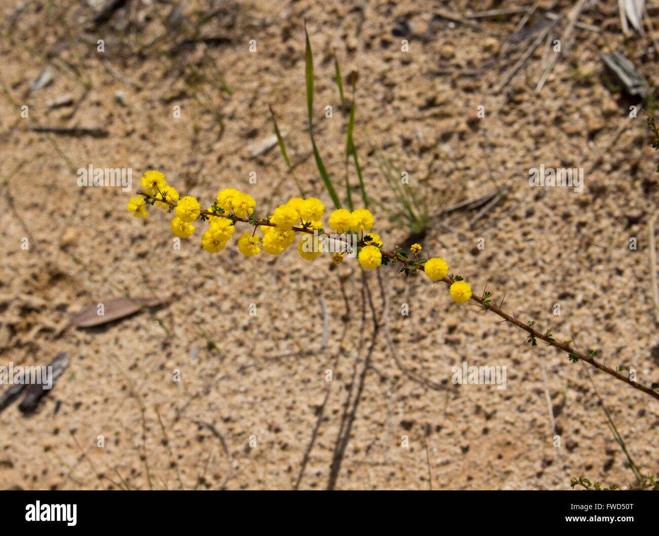 Fluffy yellow globular flowers of Acacia pulchella, prickly moses, a ...