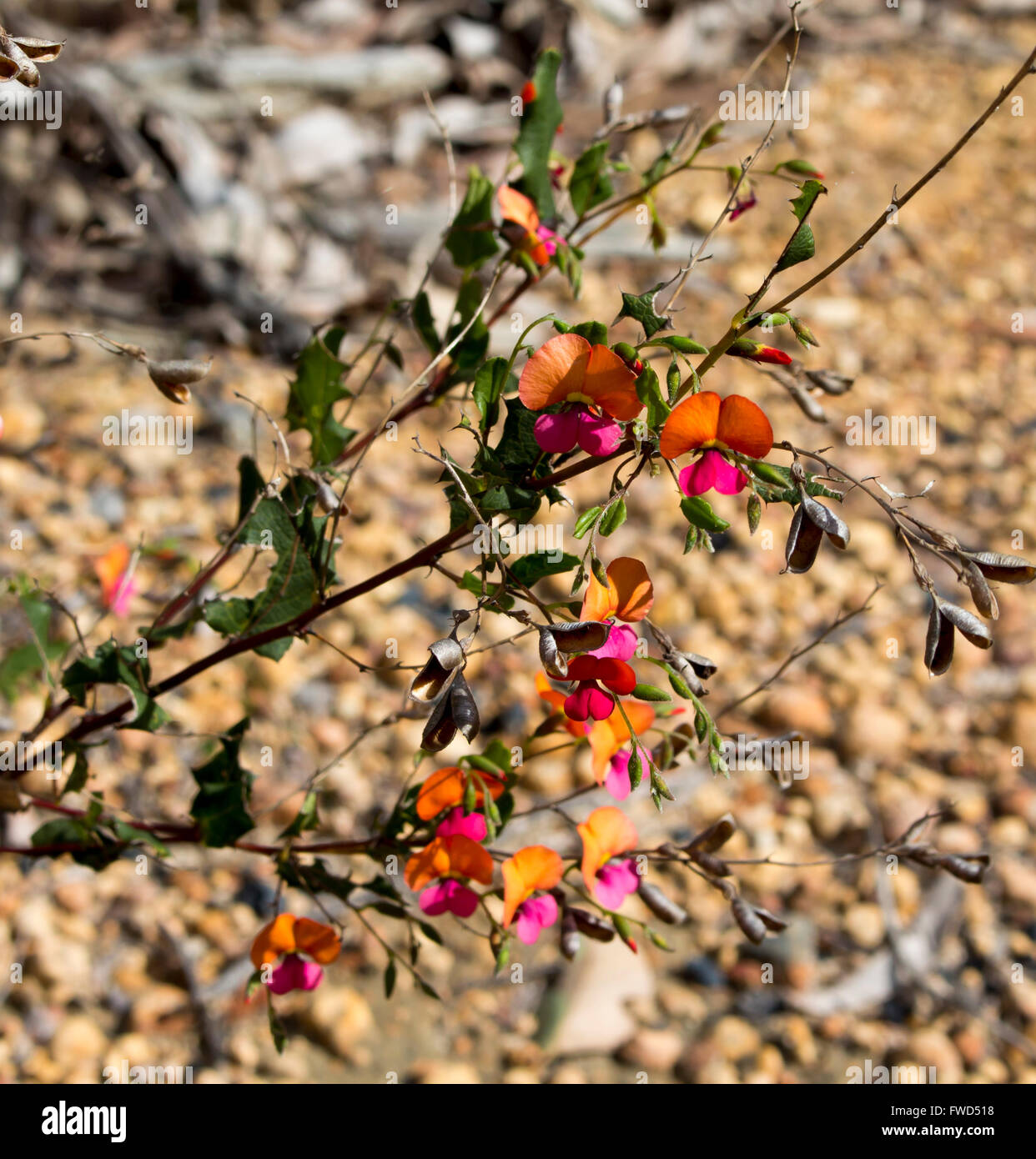 Heart leaf flame pea hi-res stock photography and images - Alamy