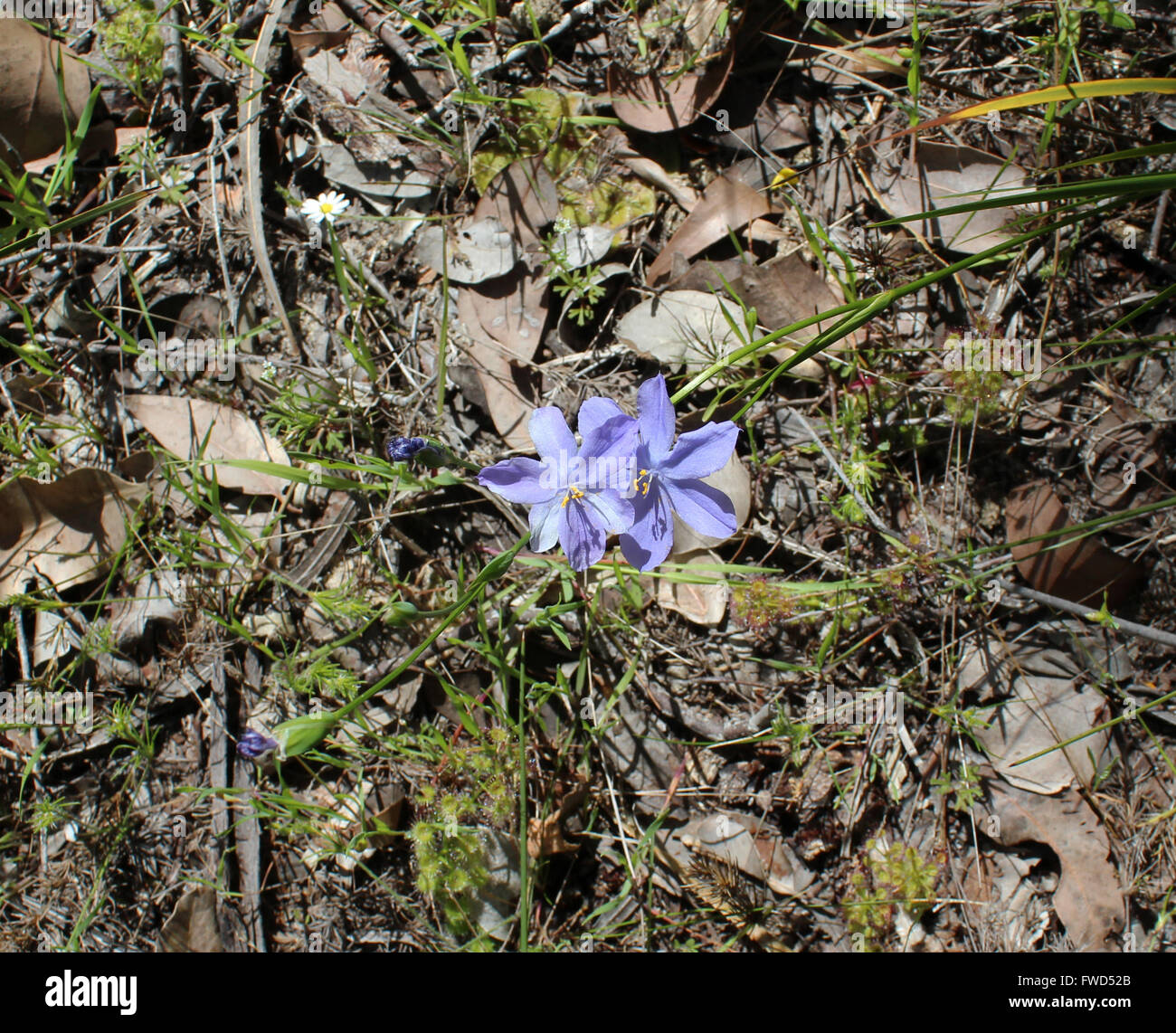 Dainty little ephemeral Blue Squill Western Australian wildflower ...