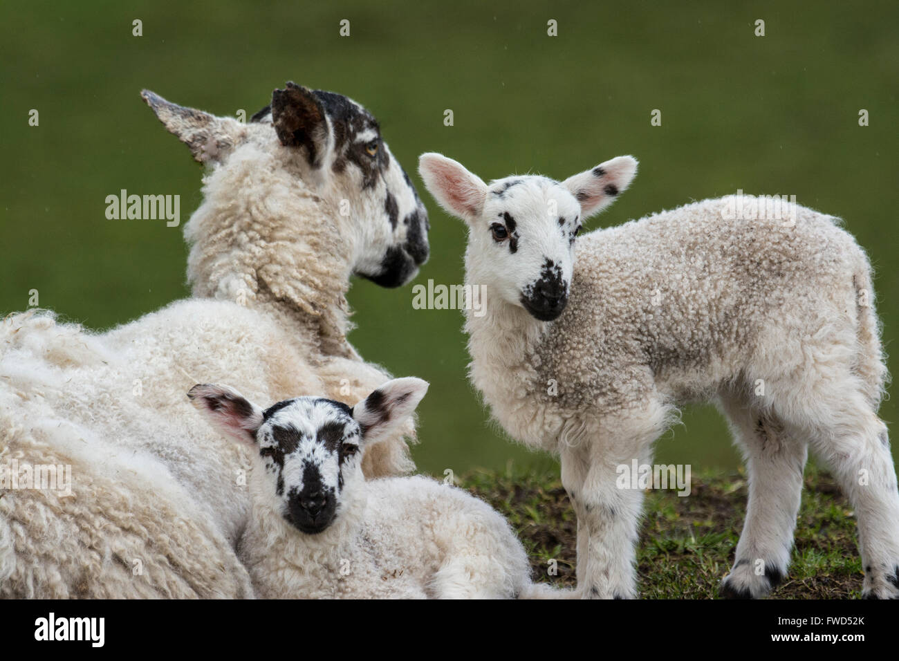 Sheep family hi-res stock photography and images - Alamy